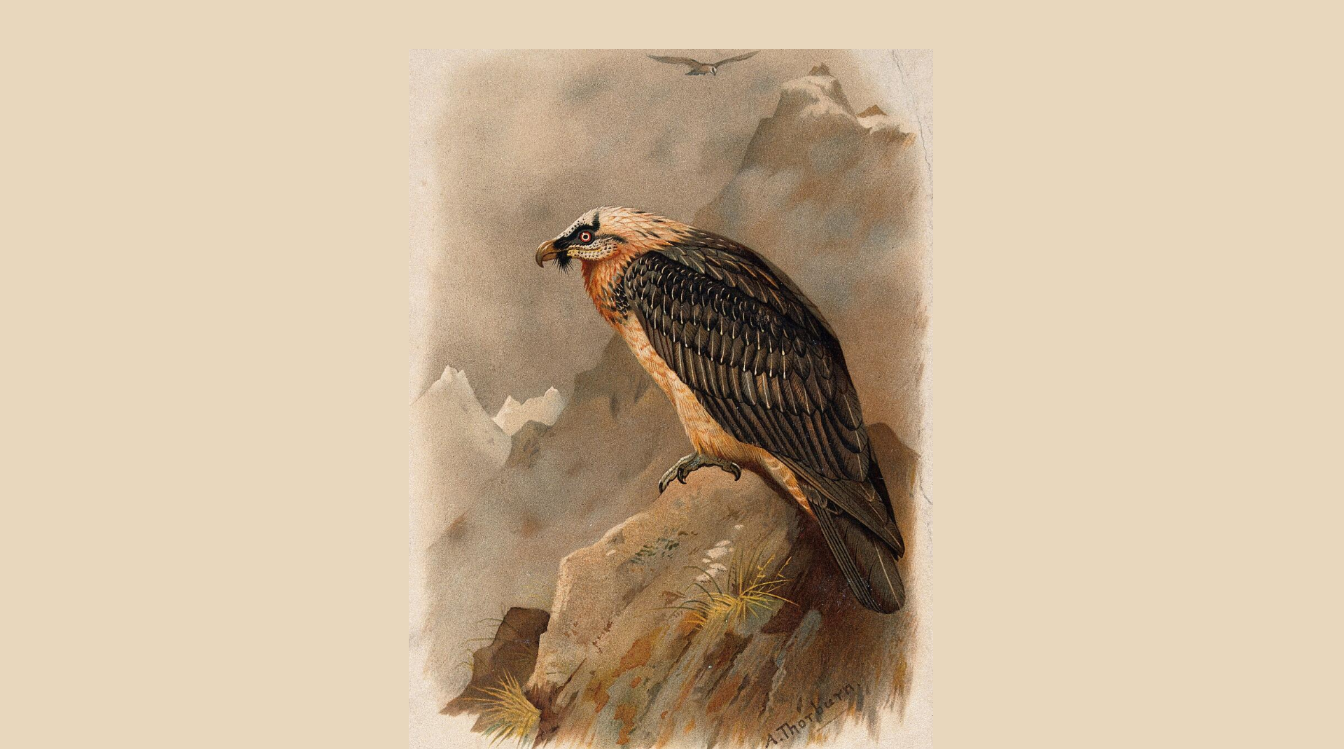 The Roman Army’s Trusty Vultures: The World’s First Banded Birds – Antigone