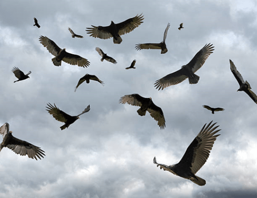 The Roman Army’s Trusty Vultures: The World’s First Banded Birds – Antigone