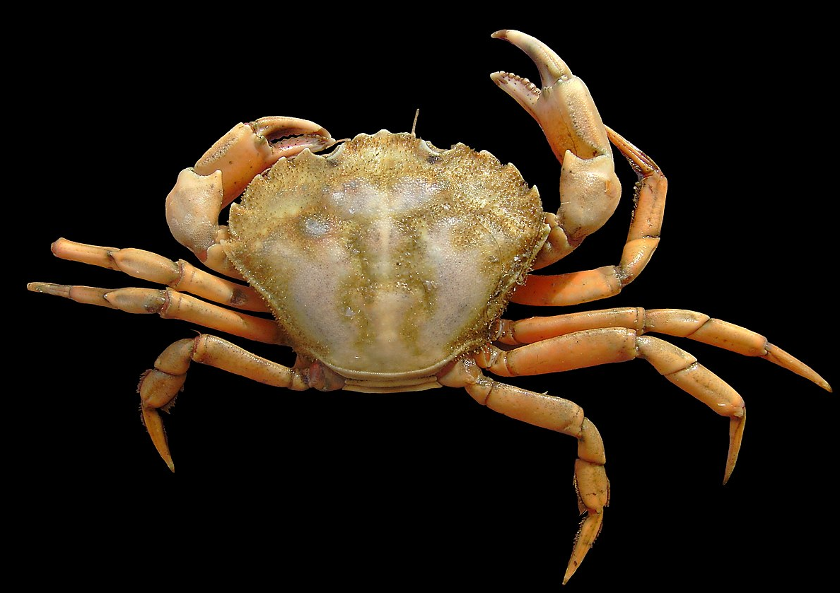 The Crab: Facing Cancer in Greco-Roman Antiquity – Antigone