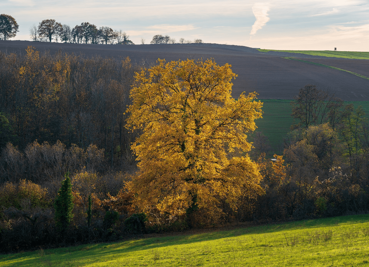 Arbor fulgida: The Origins of Tolkien's Shining Tree – Antigone